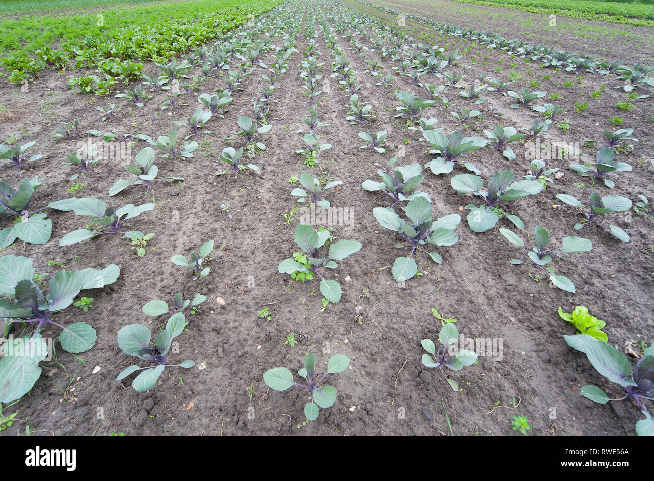 healthy red cabbage ecological plantation - Poland - photo taken by ...