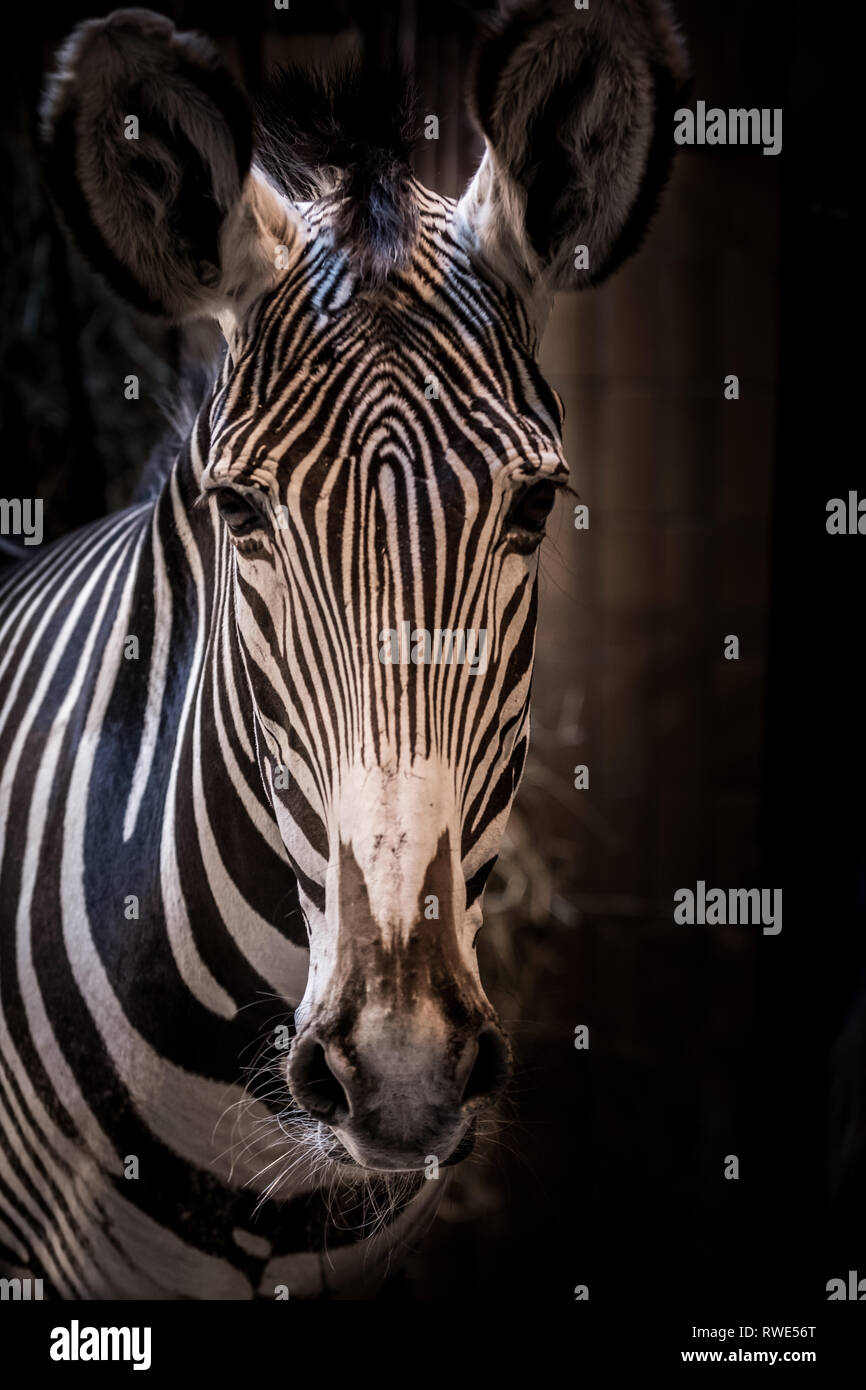 Grevy's Zebra High Resolution Stock Photography and Images - Alamy