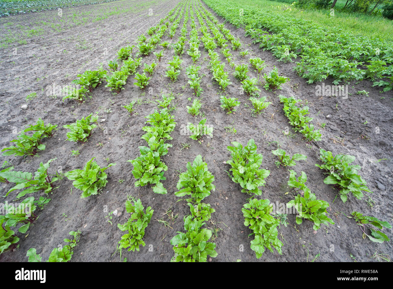 healthy beetroot ecological plantation - Poland - photo taken by ultra ...
