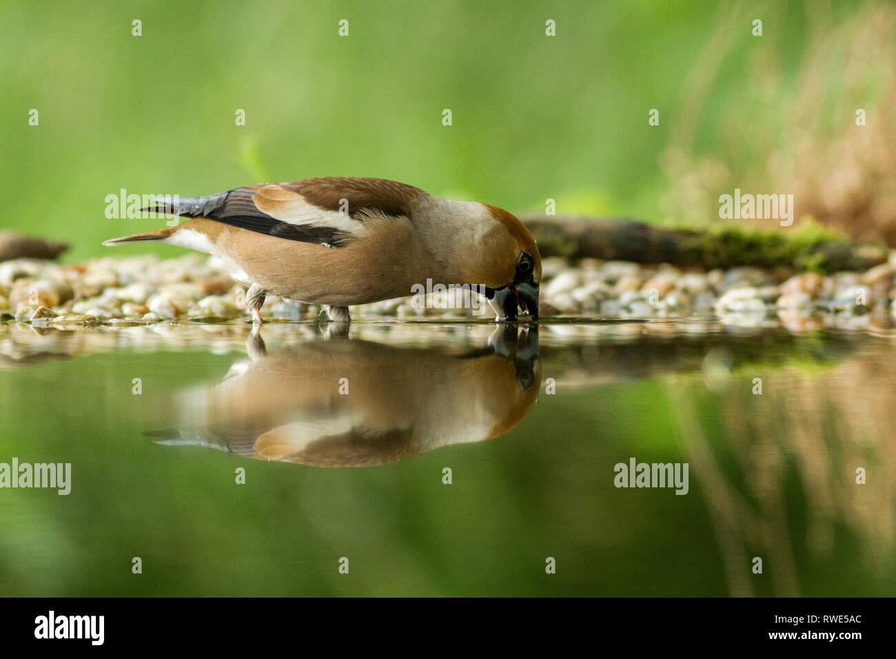 Hawfinch sitting on lichen shore of water pond in forest with beautiful ...