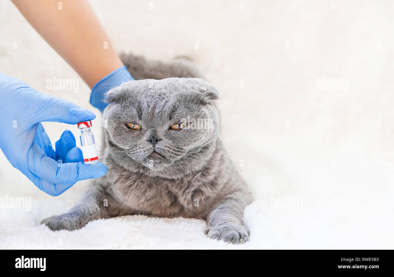 Vaccination of cats. Veterinary Medicine Selective focus. Animals Stock ...