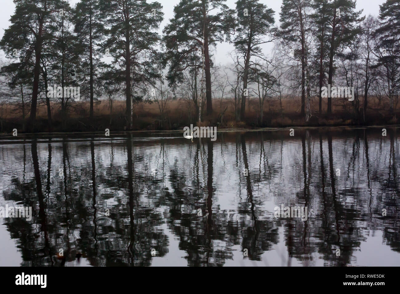 Autumn dark calm landscape on a foggy river with a single white swan ...