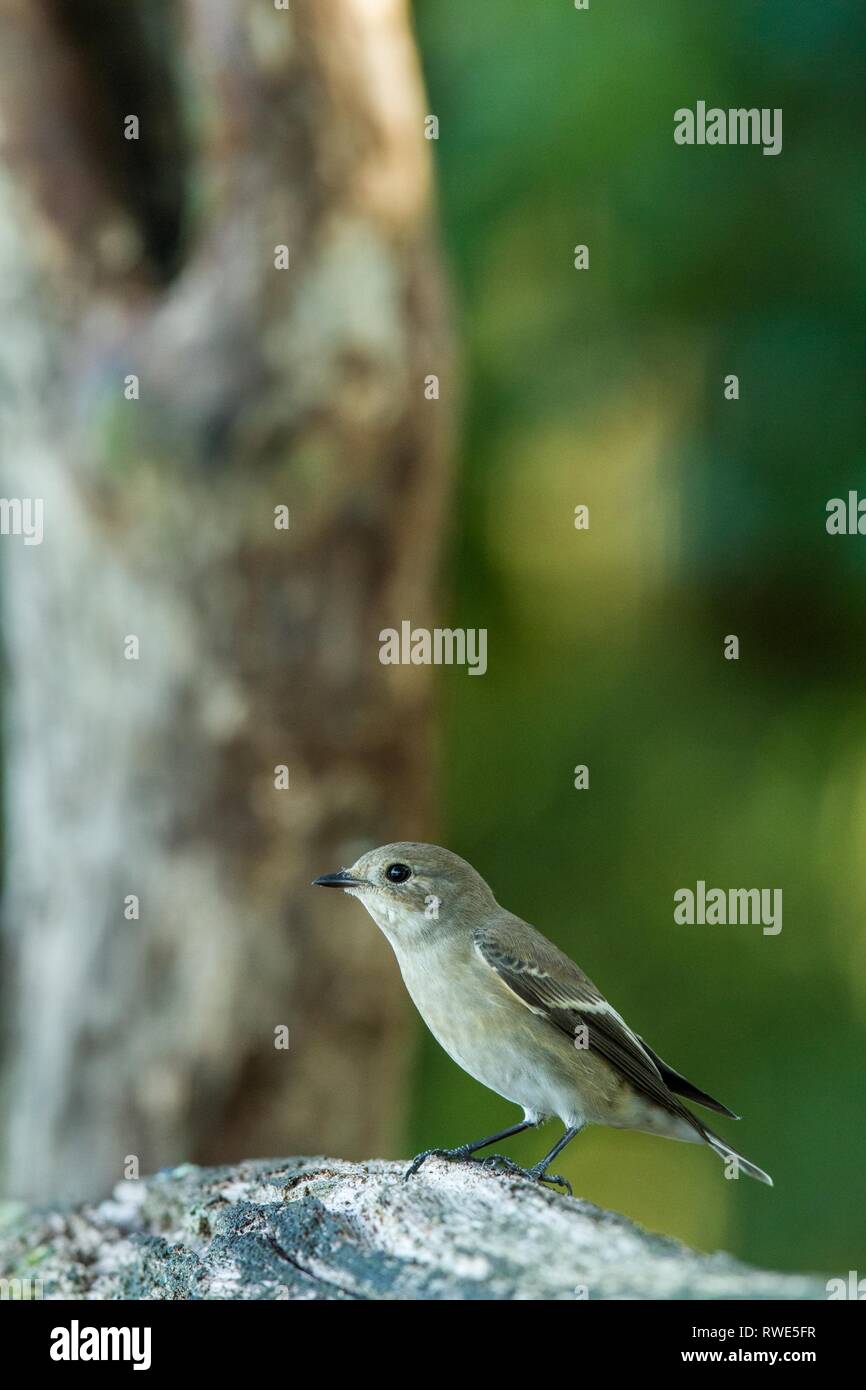 Spotted flycatcher sitting on wood trunk in forest with bokeh ...