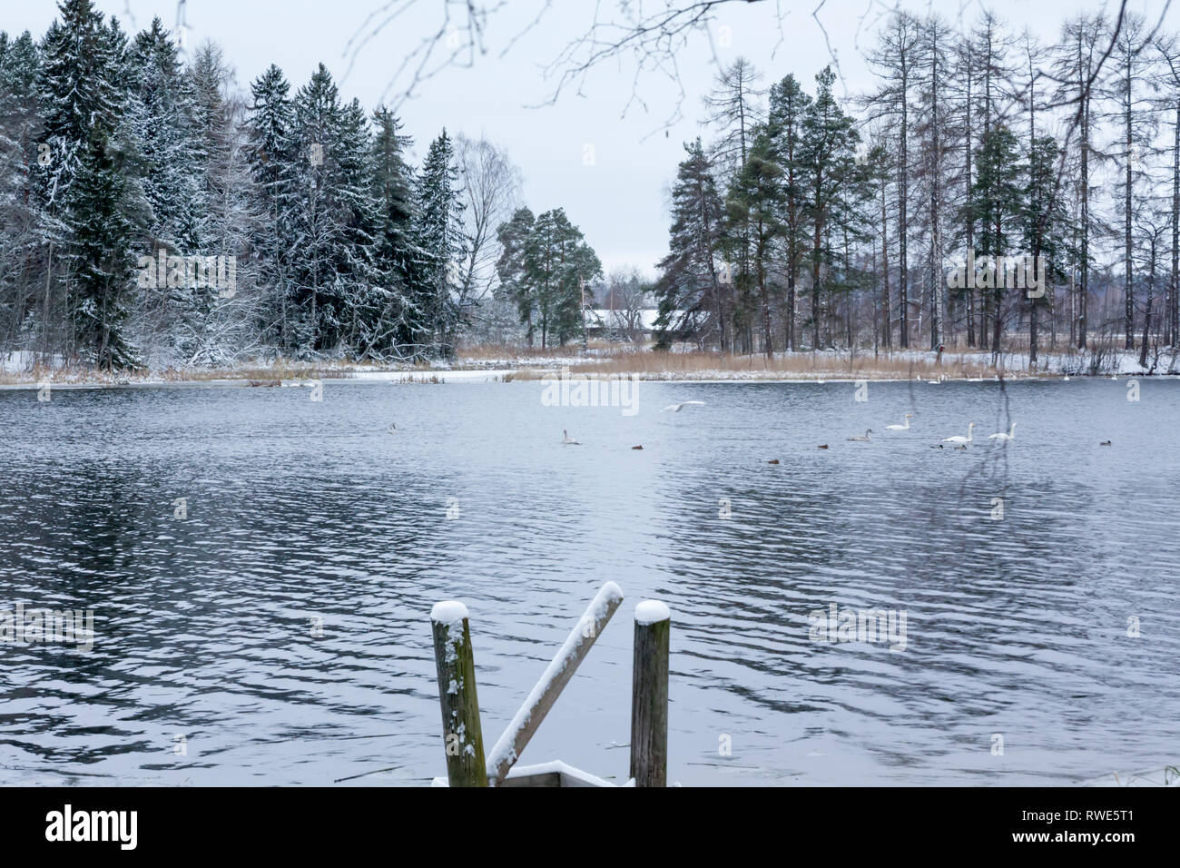 Winter calm landscape on a river with a white swans and pier. Finland ...