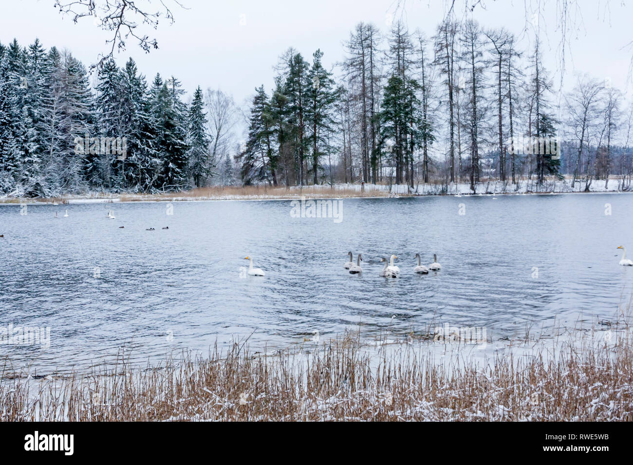 Winter calm landscape on a river with a white swans. Finland, river ...