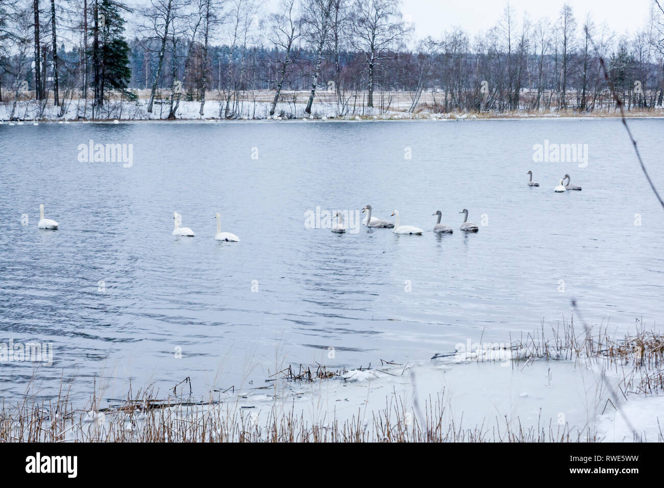 Winter calm landscape on a river with a white swans. Finland, river ...