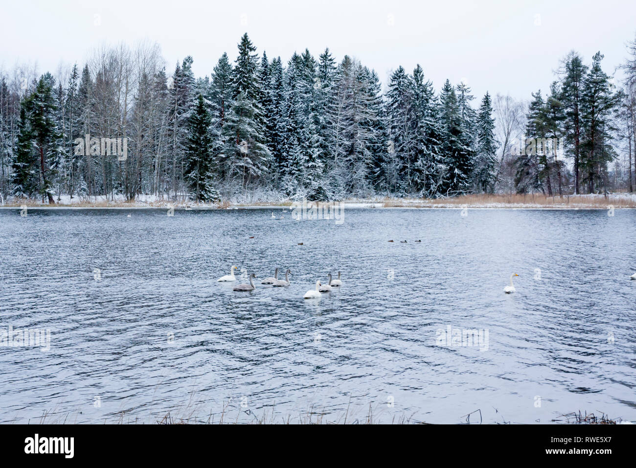 Winter calm landscape on a river with a white swans. Finland, river ...