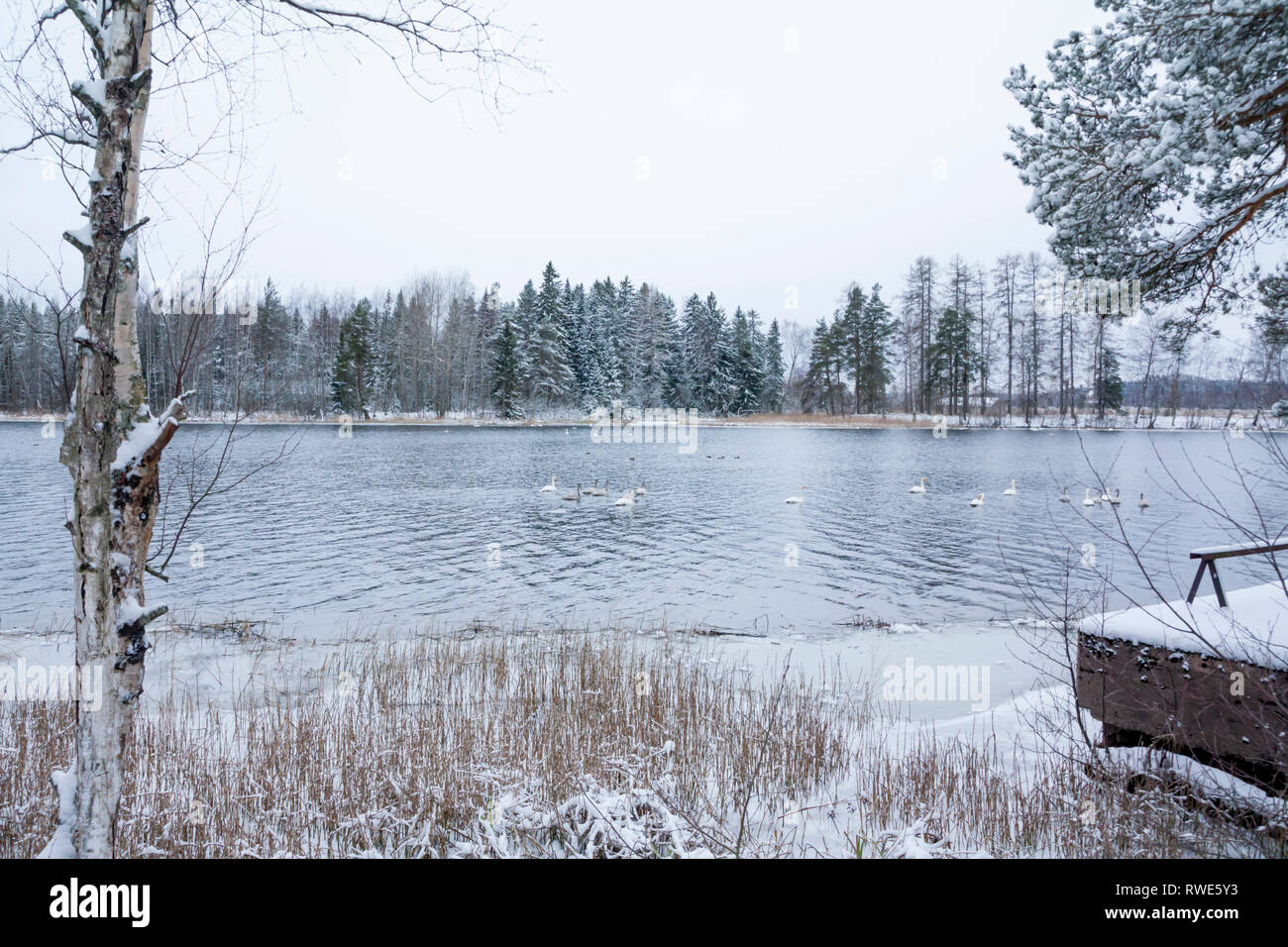 Winter calm landscape on a river with a white swans. Finland, river ...