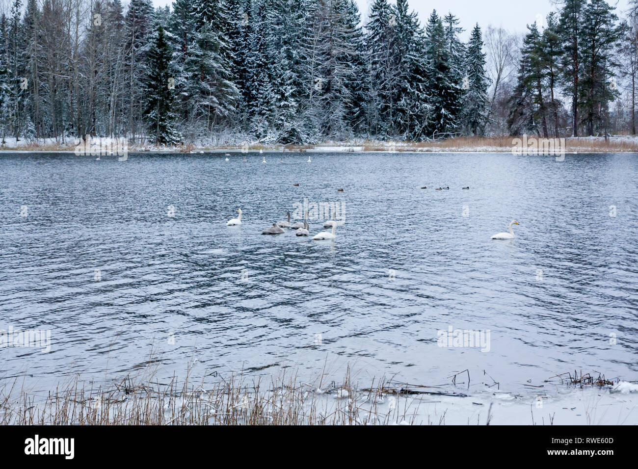 Winter calm landscape on a river with a white swans. Finland, river ...