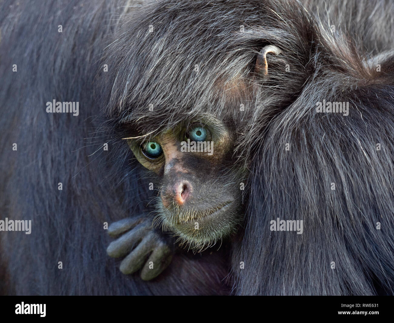 Portrait black spider monkey ateles hi-res stock photography and images ...