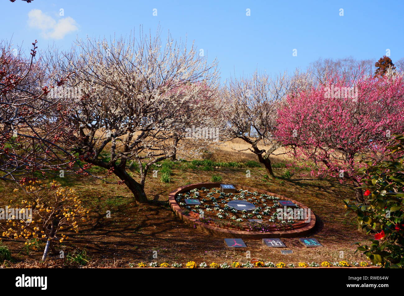 Cherry Blossoms in Akebonoyama park, Abiko, Japan Stock Photo - Alamy