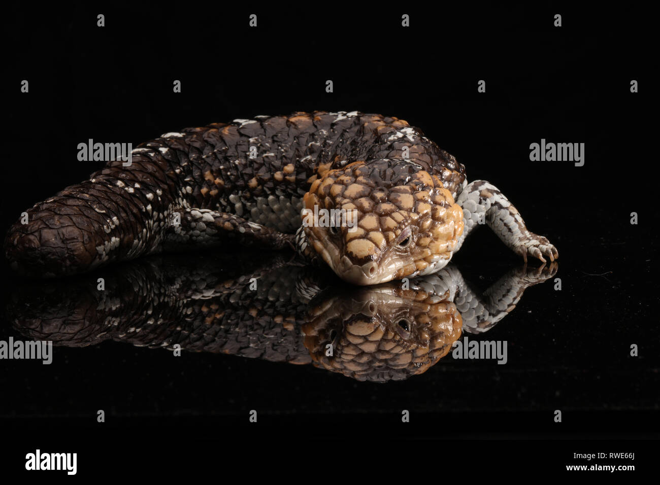 Stumpy back lizard reflected on black background Stock Photo - Alamy
