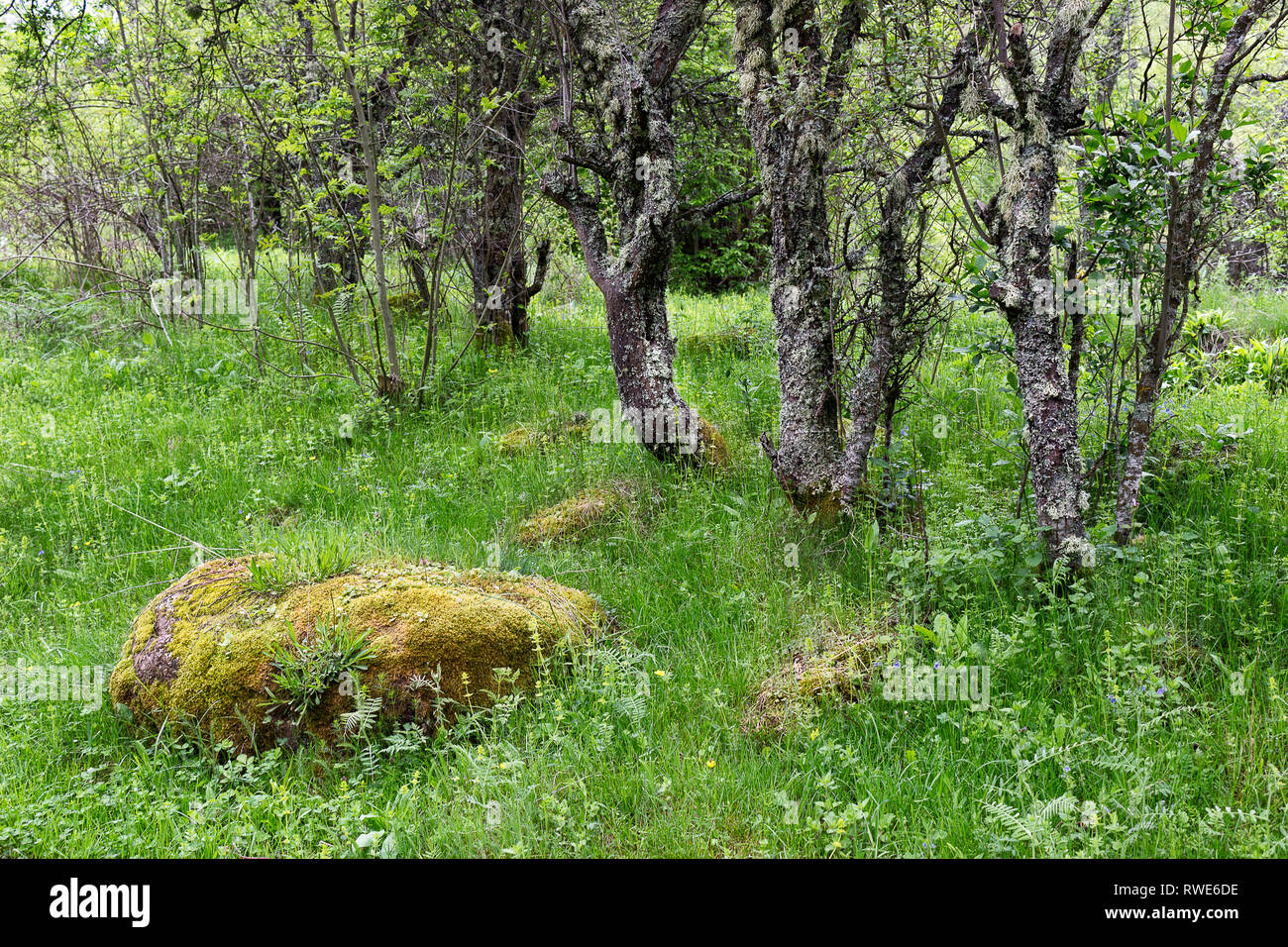 Colors of the spring in nature park Old Mountain in Serbia with yellow ...