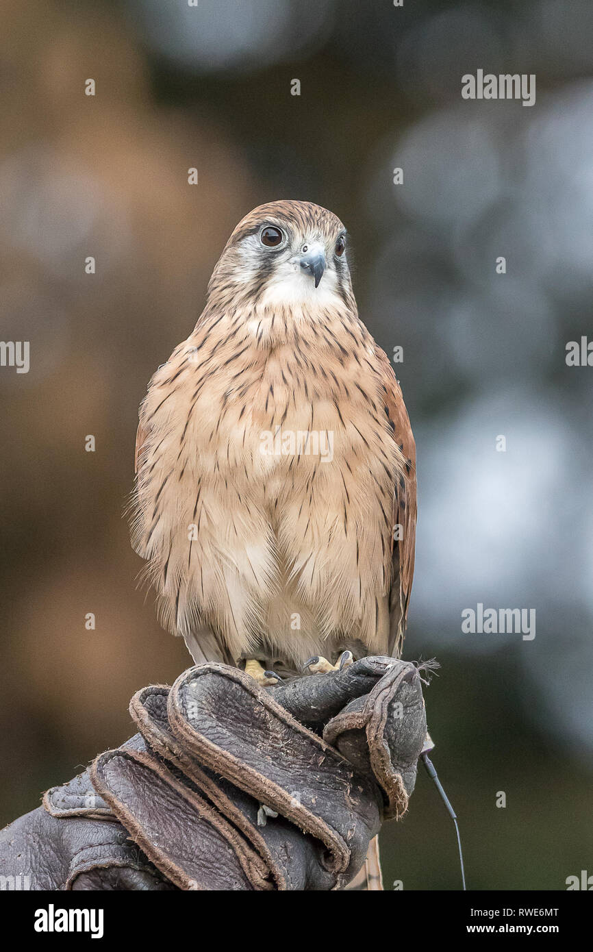 Australian Common Kestrel Stock Photo - Alamy
