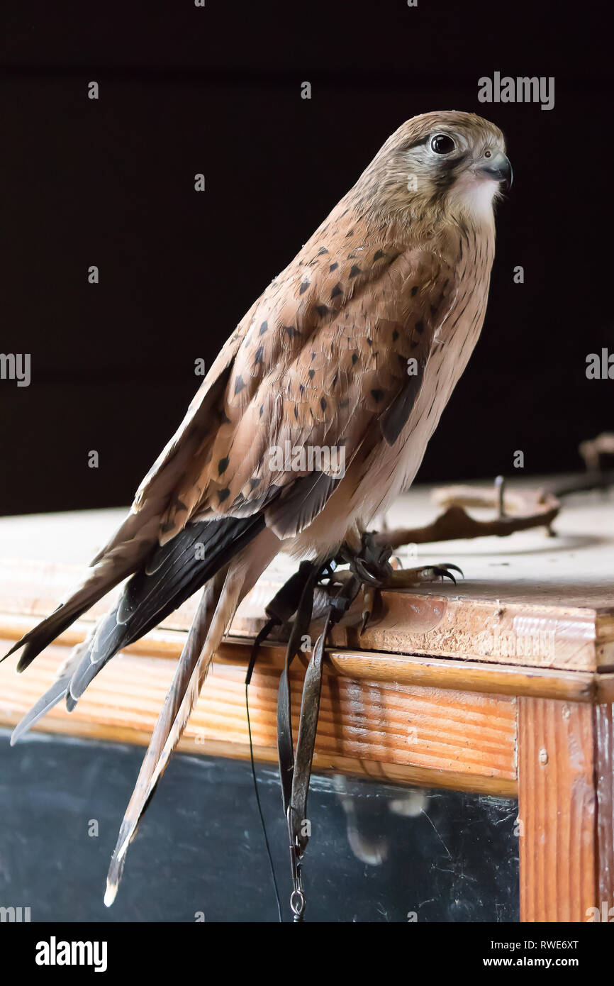 Australian Common Kestrel Stock Photo - Alamy