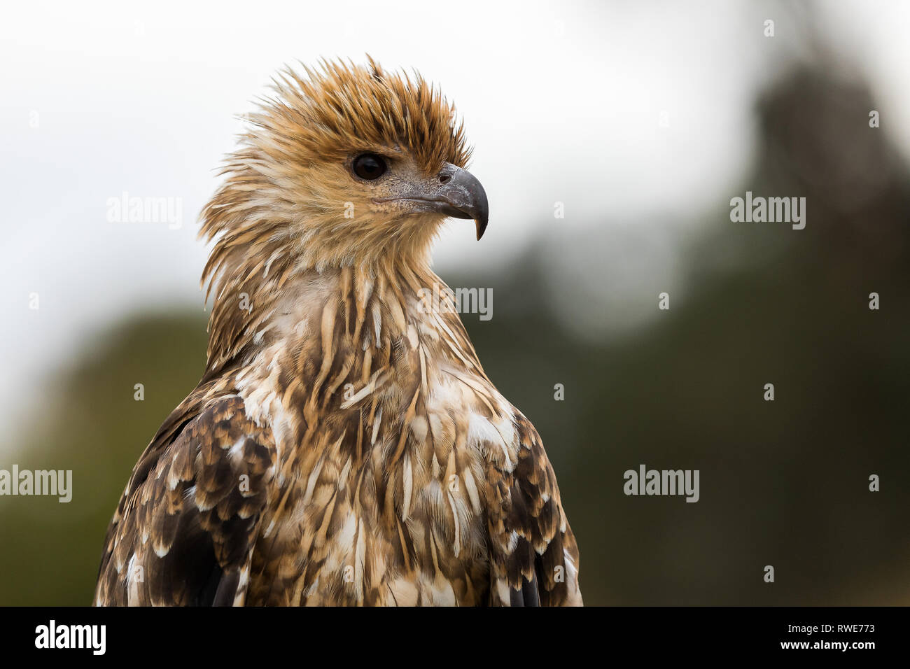 Australian kite hi-res stock photography and images - Alamy