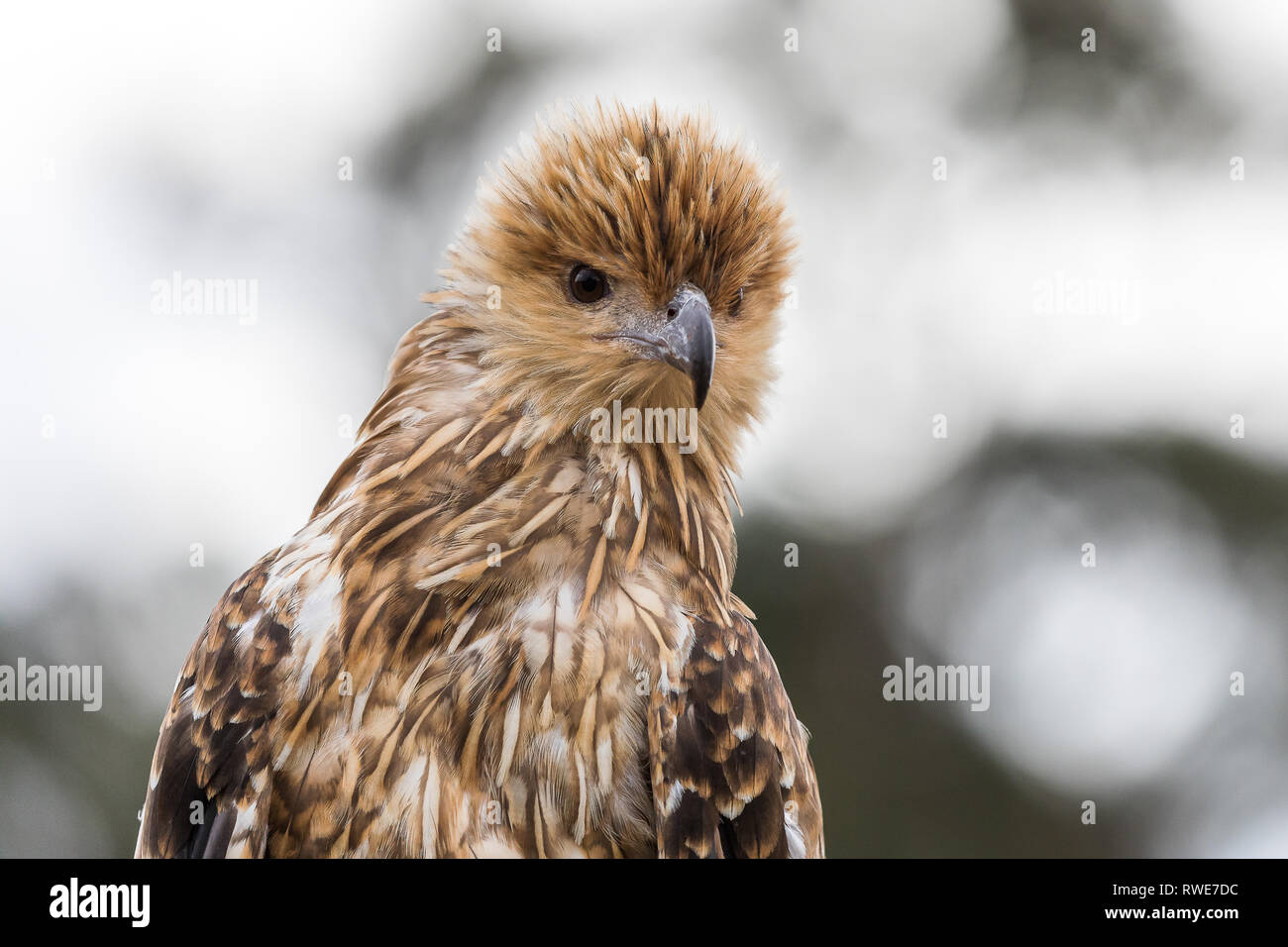 Australian kite hi-res stock photography and images - Alamy