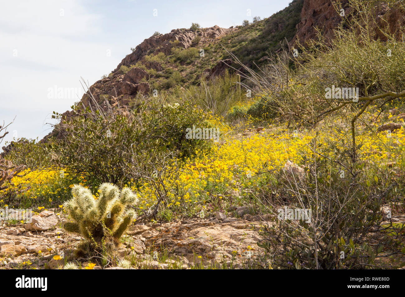 Silverbell mountains hi-res stock photography and images - Alamy