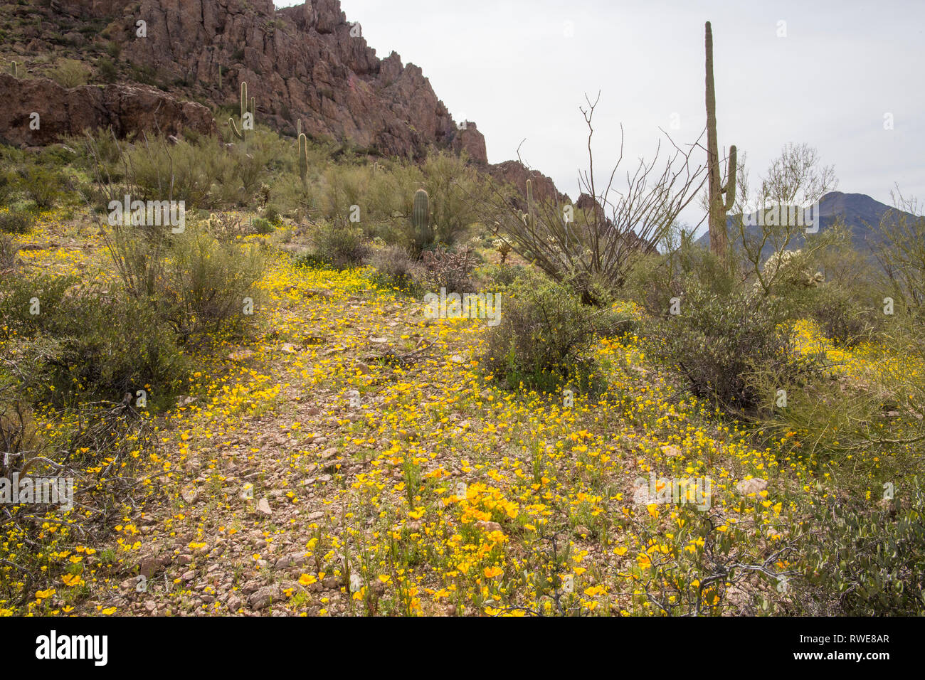Silverbell mountains hi-res stock photography and images - Alamy