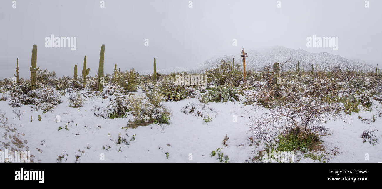 Saguaro In The Snow High Resolution Stock Photography and Images - Alamy