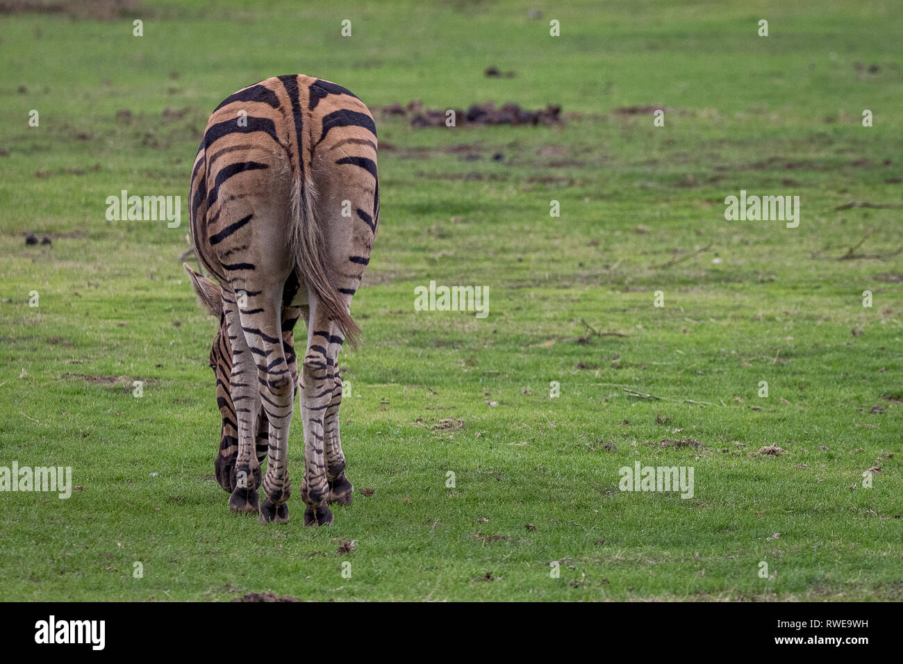 Back view zebra hi-res stock photography and images - Alamy