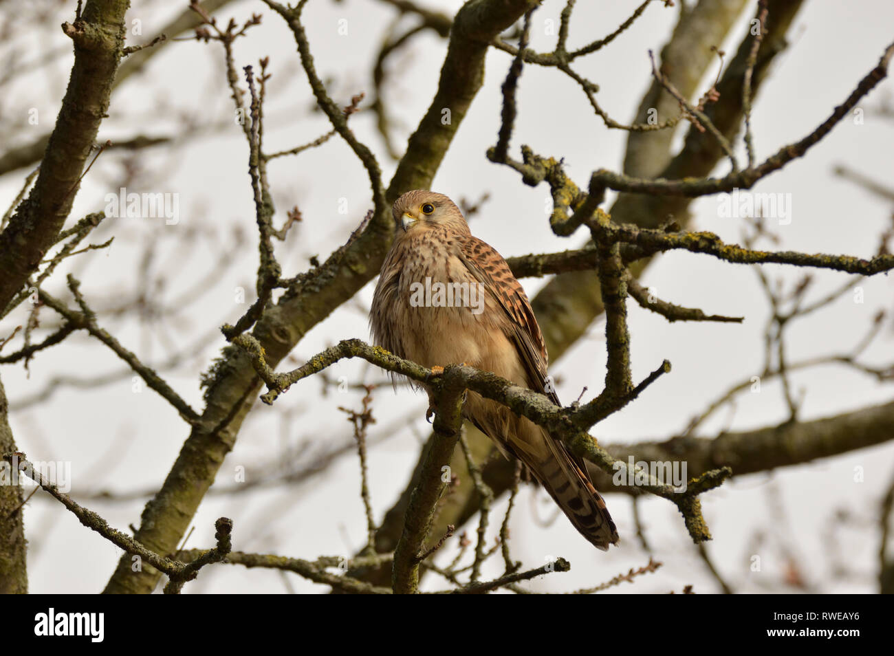 Uk British Kestrel Stock Photos & Uk British Kestrel Stock Images - Alamy