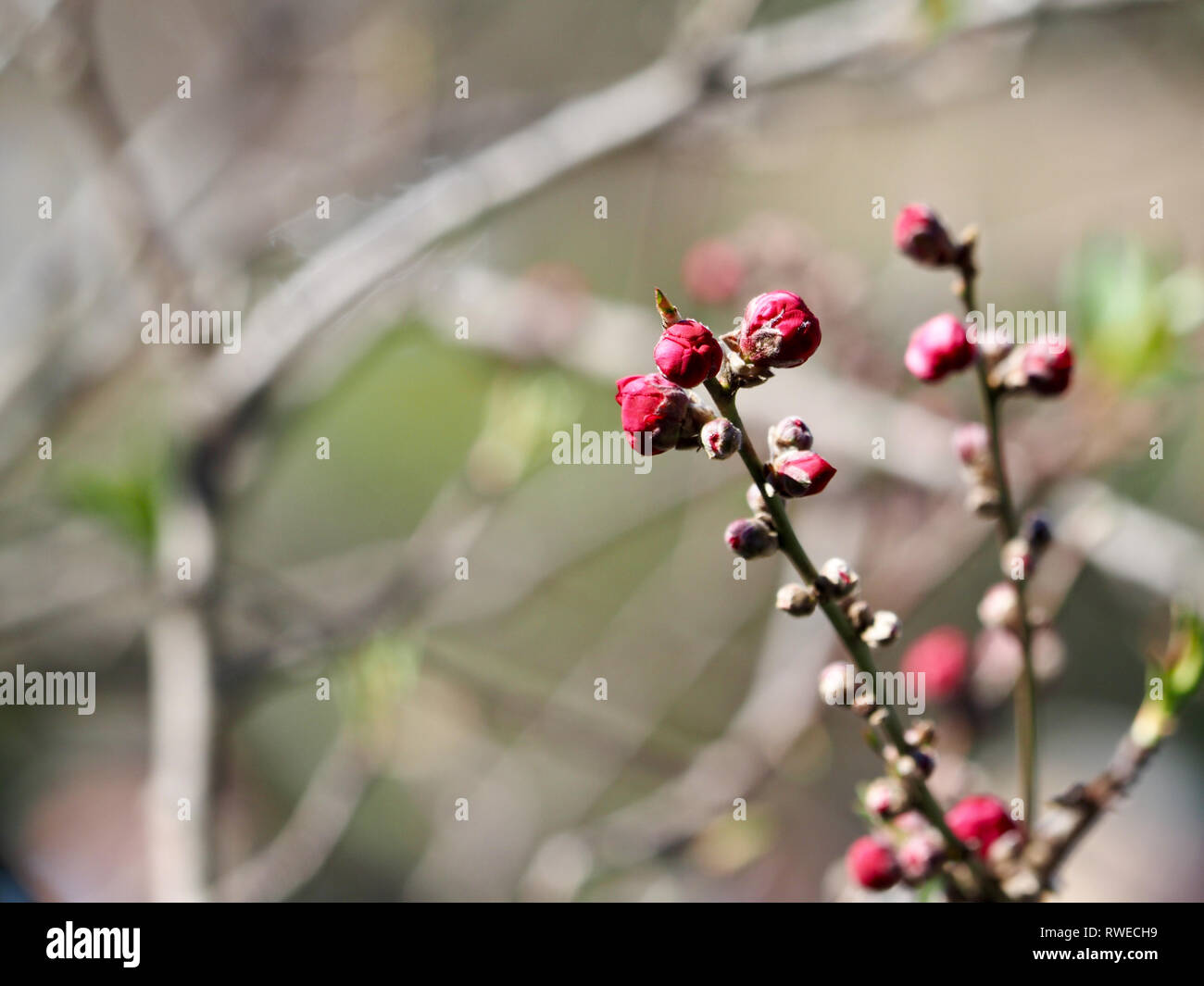 Plum trees hi-res stock photography and images - Alamy