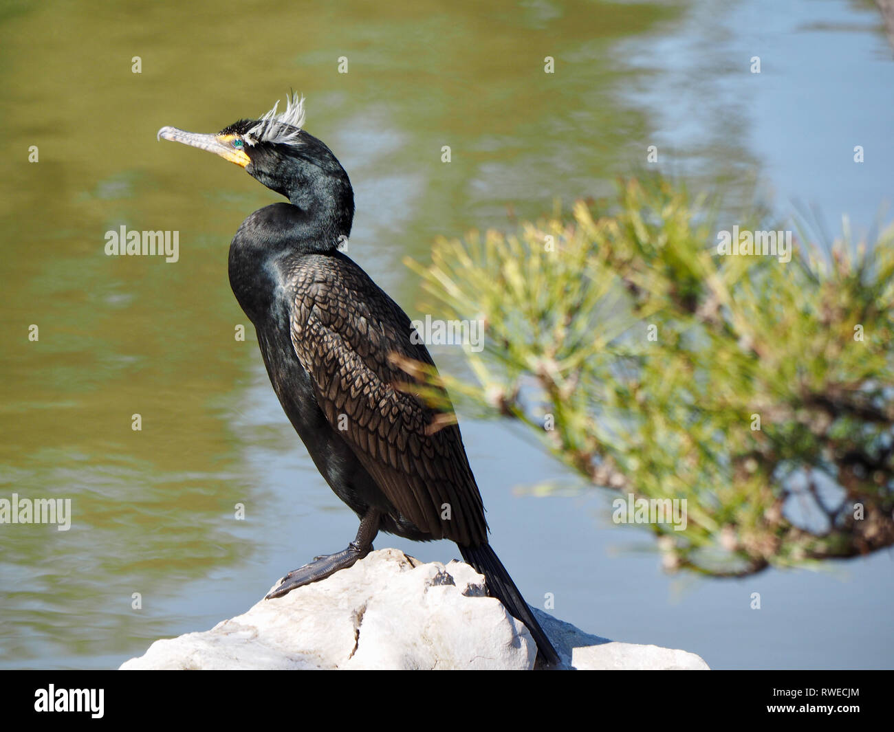 Cool bird in the garden Stock Photo - Alamy