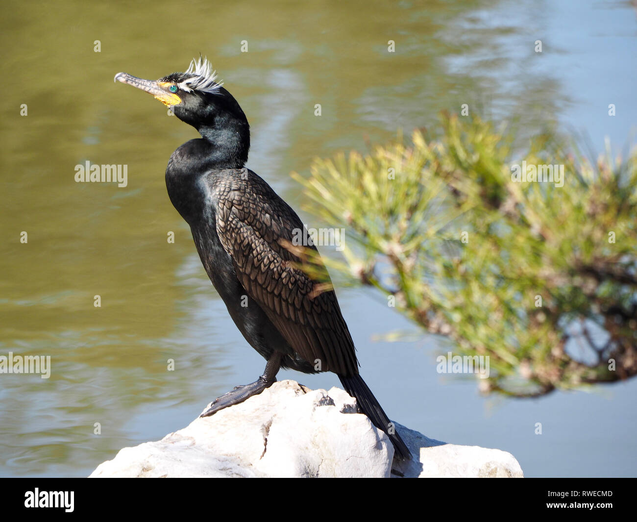 Cool bird in the garden Stock Photo - Alamy
