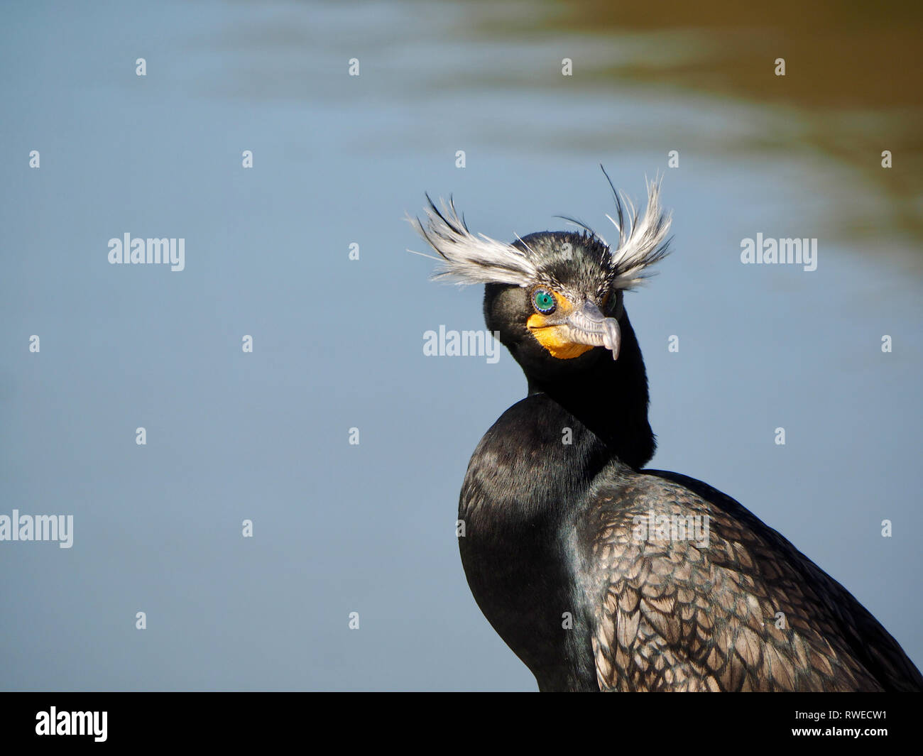 Cool bird in the garden Stock Photo - Alamy