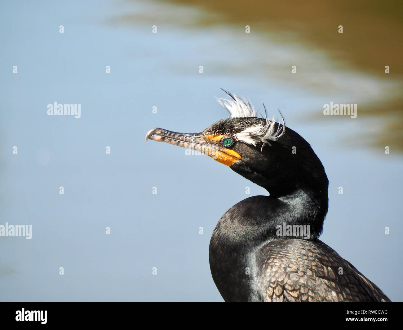 Cool bird in the garden Stock Photo - Alamy