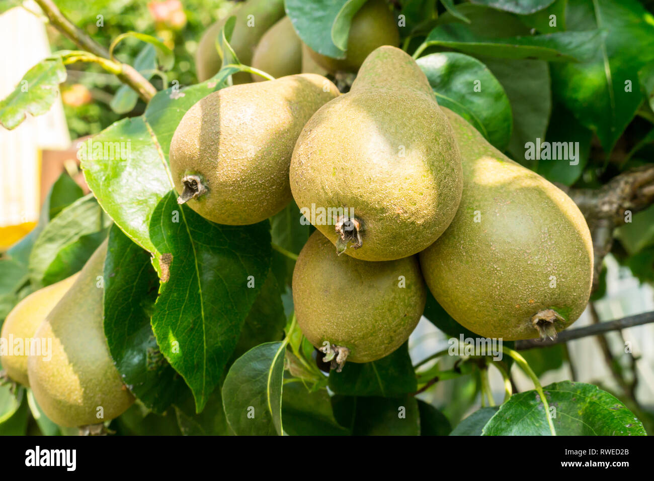 Conference pears hi-res stock photography and images - Alamy