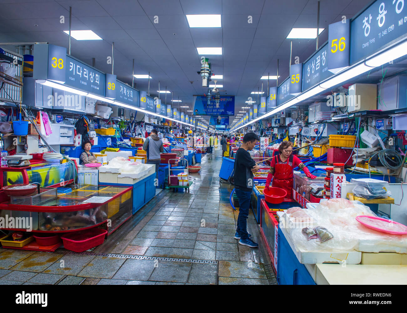 The Jagalchi Fish Market in Busan South Korea Stock Photo - Alamy