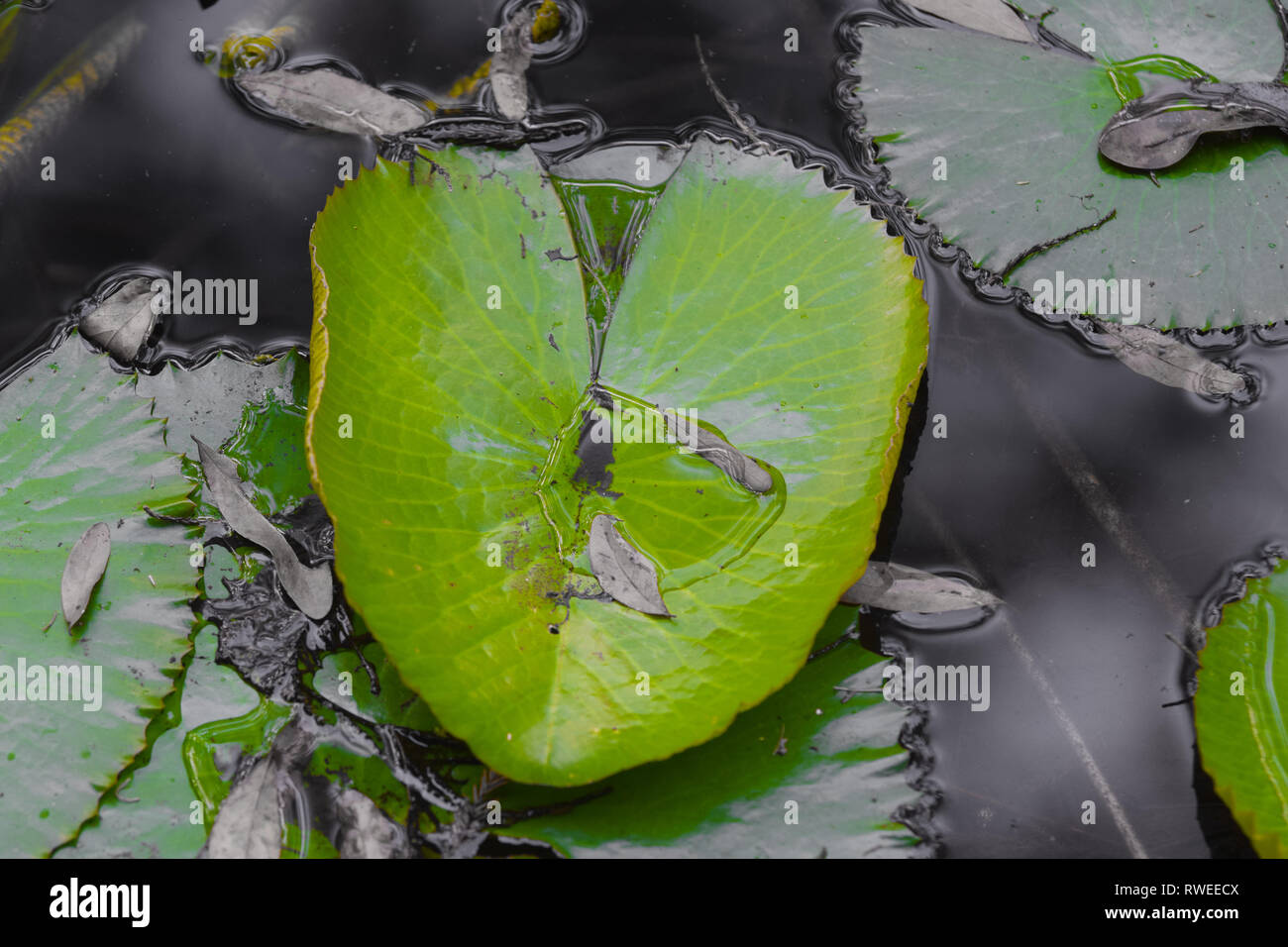 Lillypad hi-res stock photography and images - Alamy