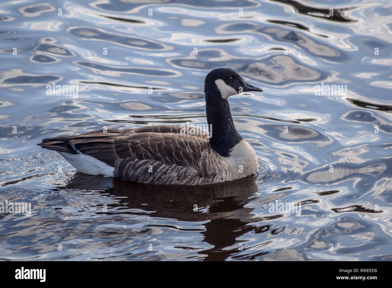 Big canadian river hi-res stock photography and images - Alamy