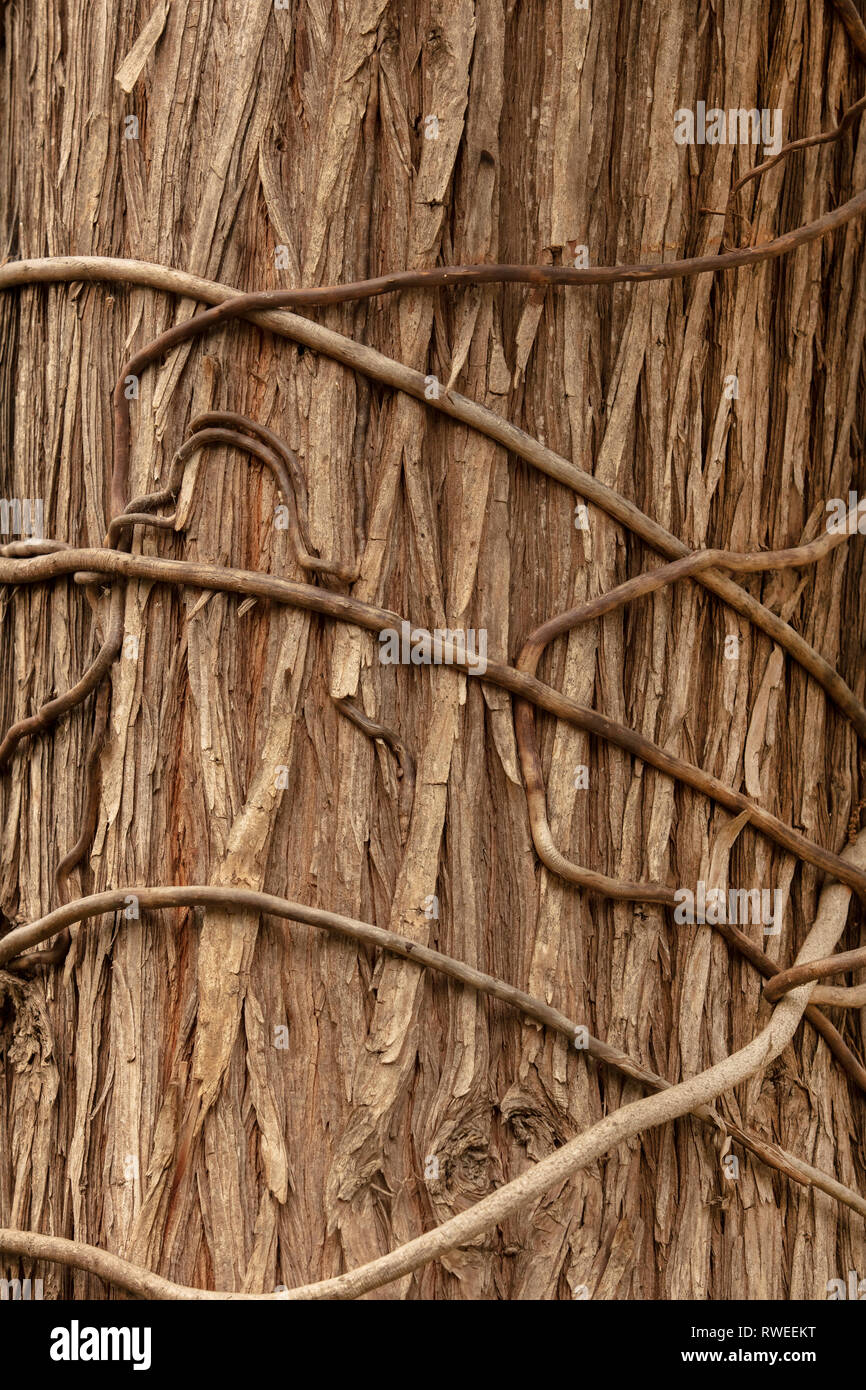 Softwood textures hi-res stock photography and images - Alamy