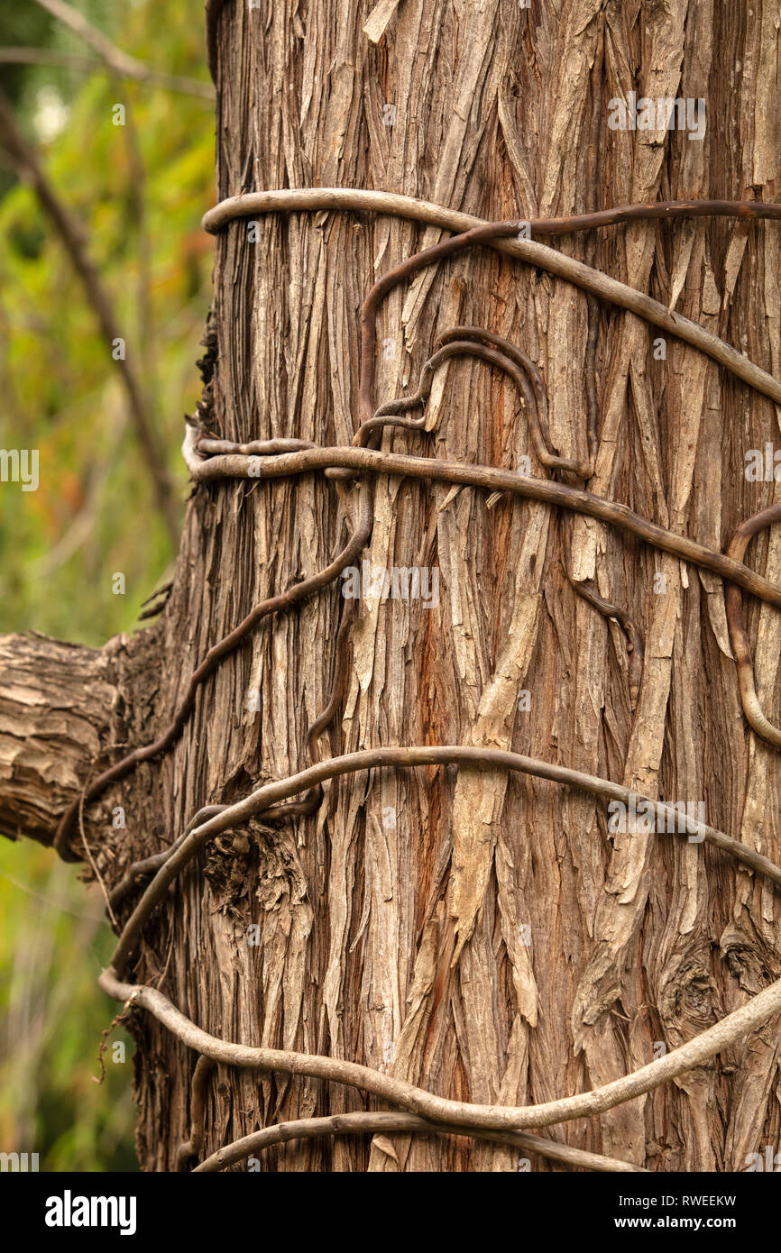 Softwood textures hi-res stock photography and images - Alamy