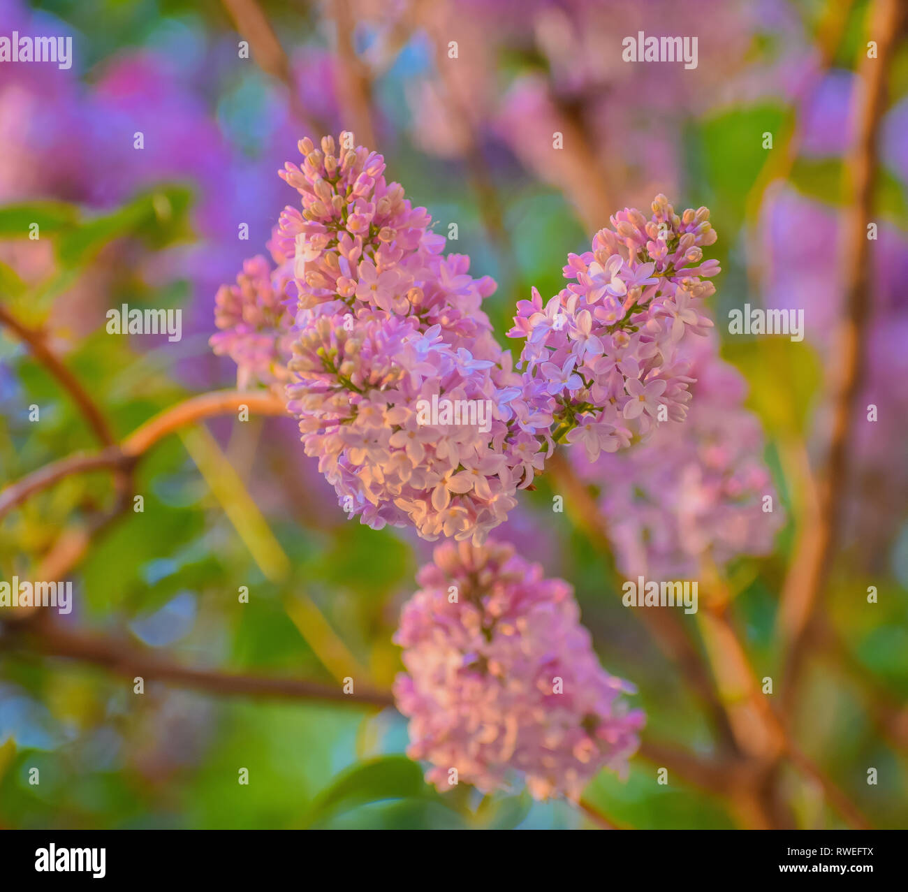 Branch lilacs flowers close hi-res stock photography and images - Alamy