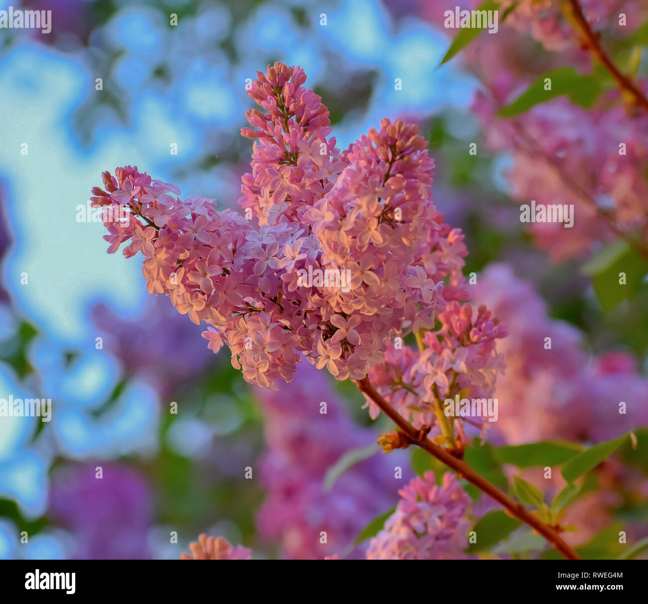 Pink and Purple Lilacs in the Spring Stock Photo - Alamy