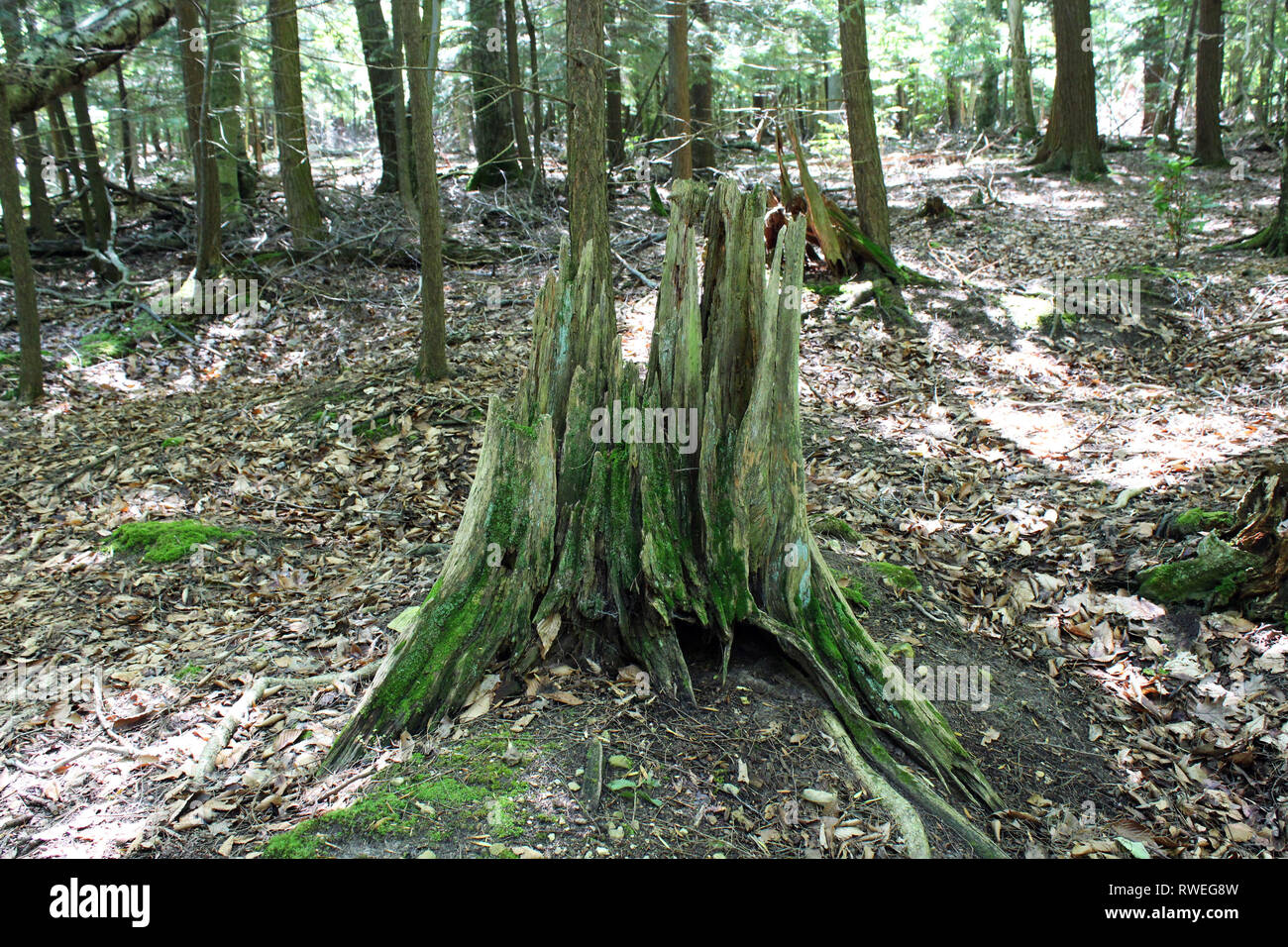 Jagged tree stump hi-res stock photography and images - Alamy