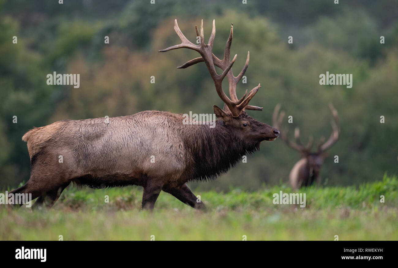 Elk walking rural landscape hi-res stock photography and images - Alamy