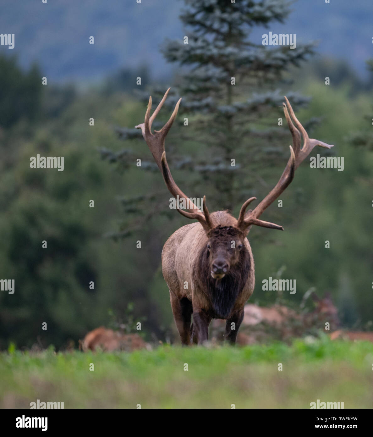 Elk walking rural landscape hi-res stock photography and images - Alamy