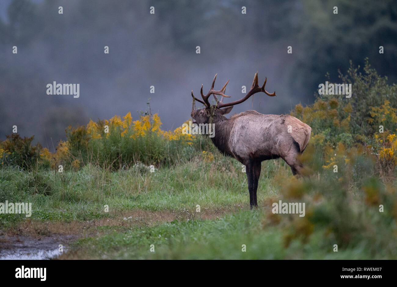 Bull elk running hi-res stock photography and images - Alamy