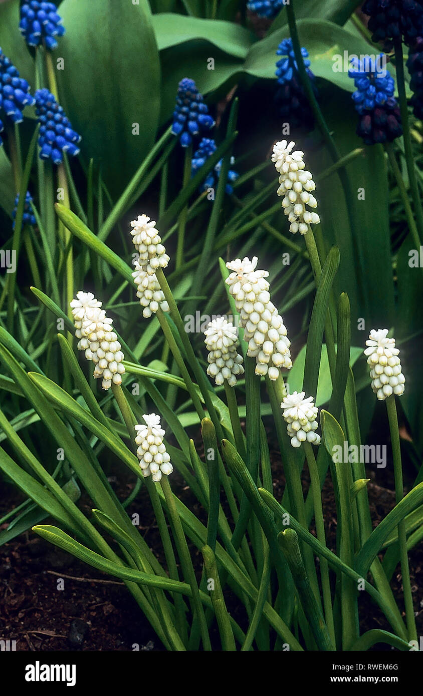 Muscari botryoides f. album a perennial in flower in spring with ...
