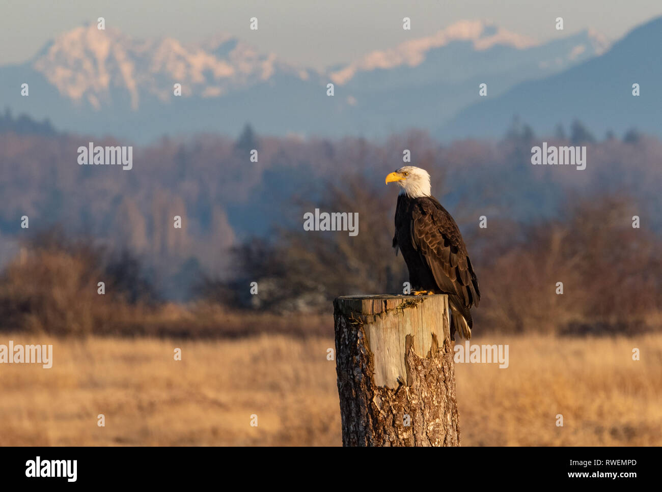 Bald eagle fly mountain hi-res stock photography and images - Alamy