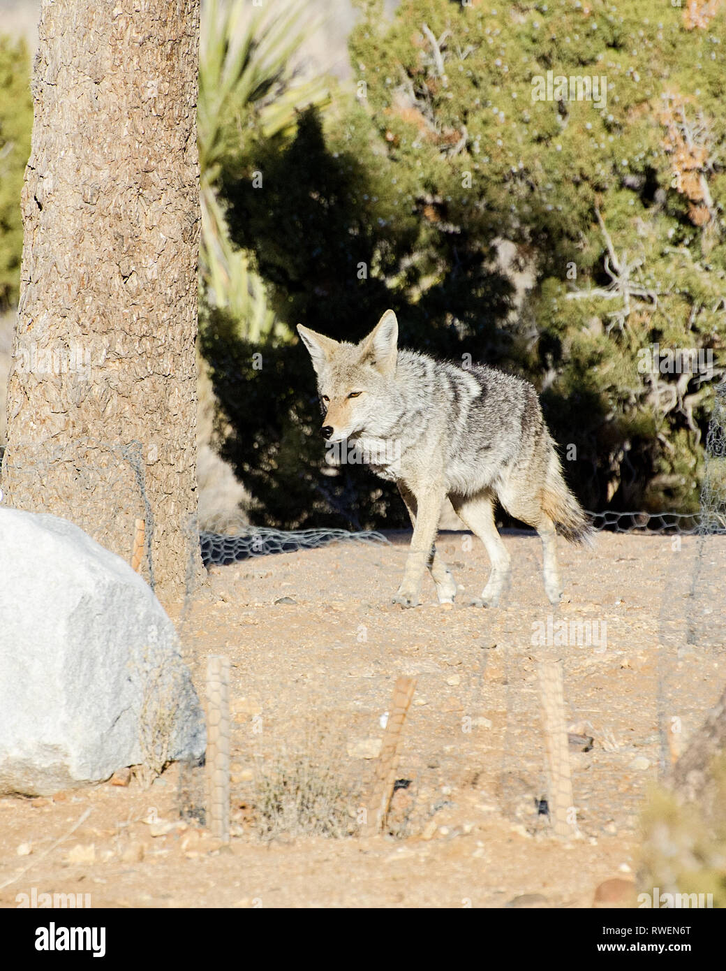 A Coyote (Canis latrans) searches for food in the desert, Joshua Tree ...