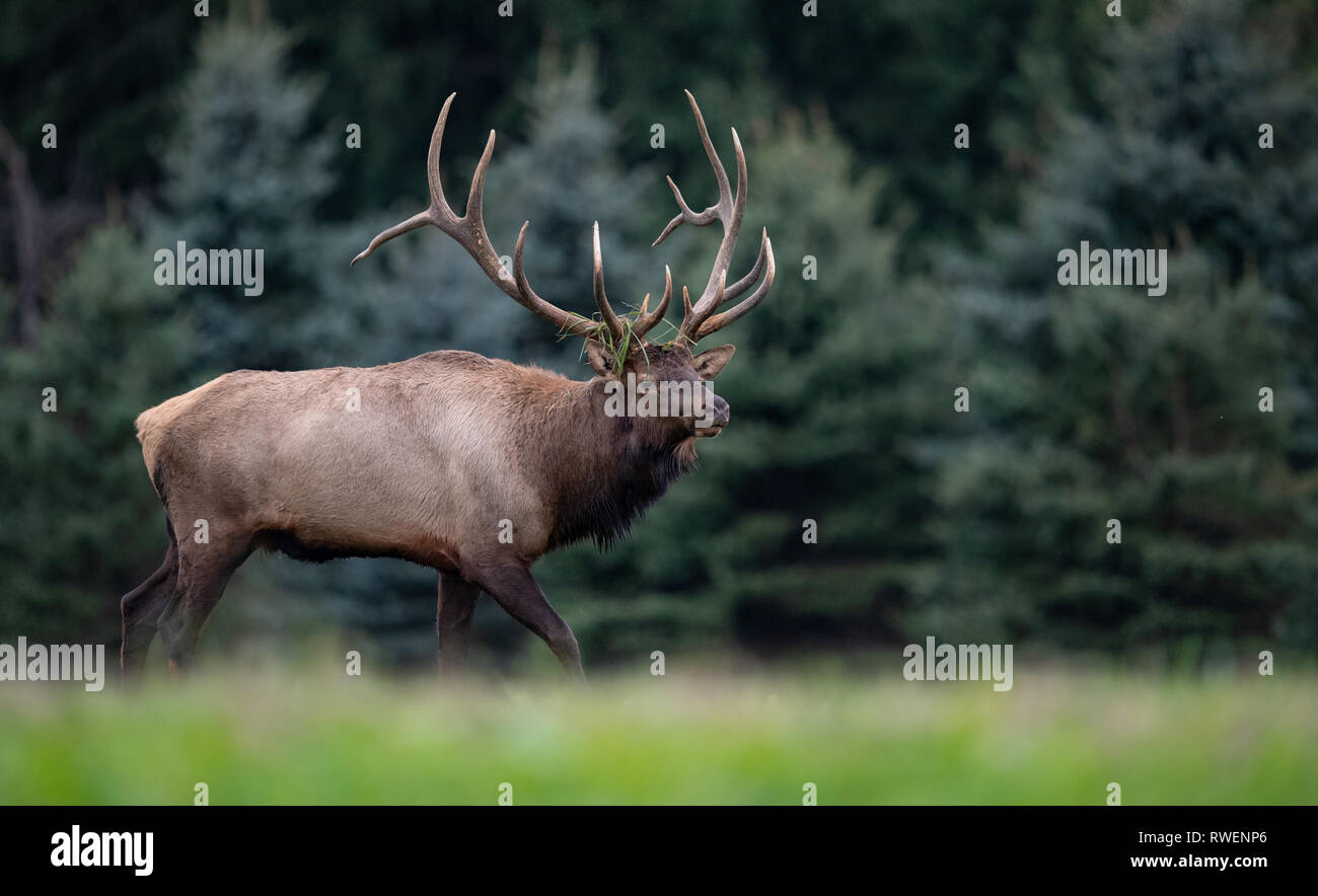 Elk walking rural landscape hi-res stock photography and images - Alamy