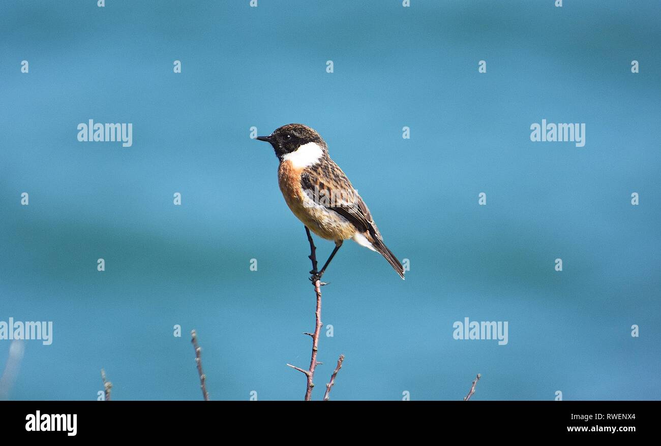 Male Stonechat 190416 Stock Photo - Alamy