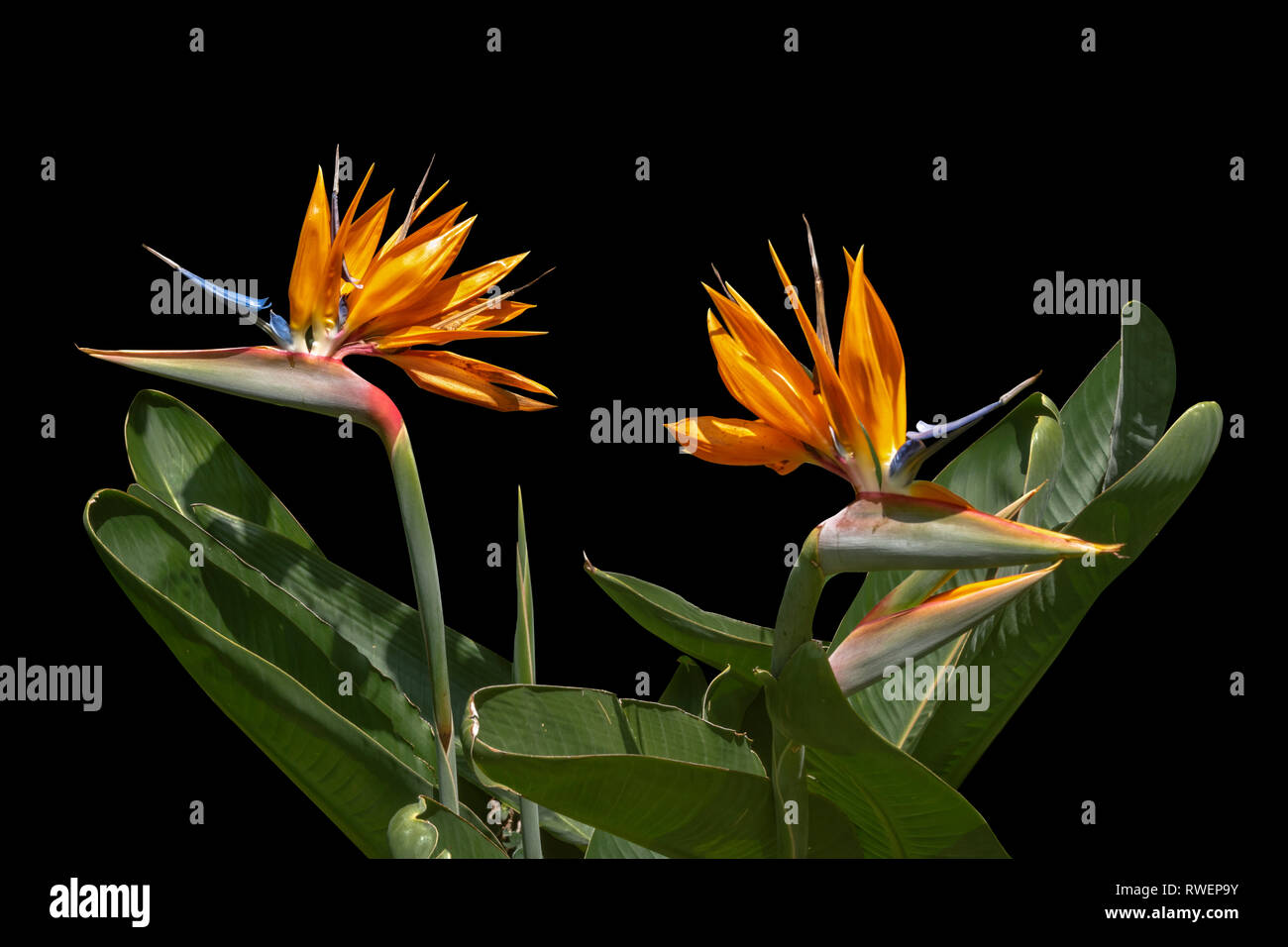 Two Bird of Paradise, Strelitziaceae; Strelitzia; crane flowers in Full ...