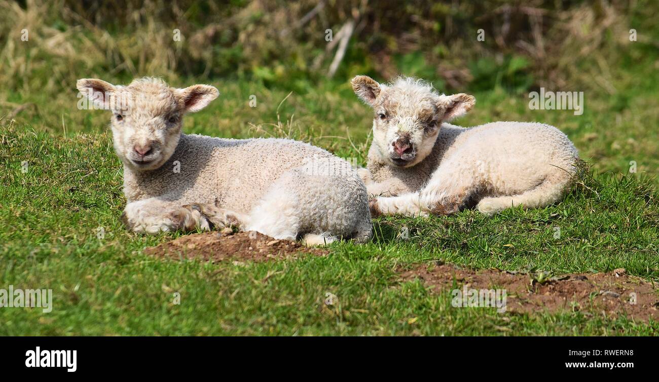 Sheep & lambs, The Dodman, 150416 Stock Photo - Alamy